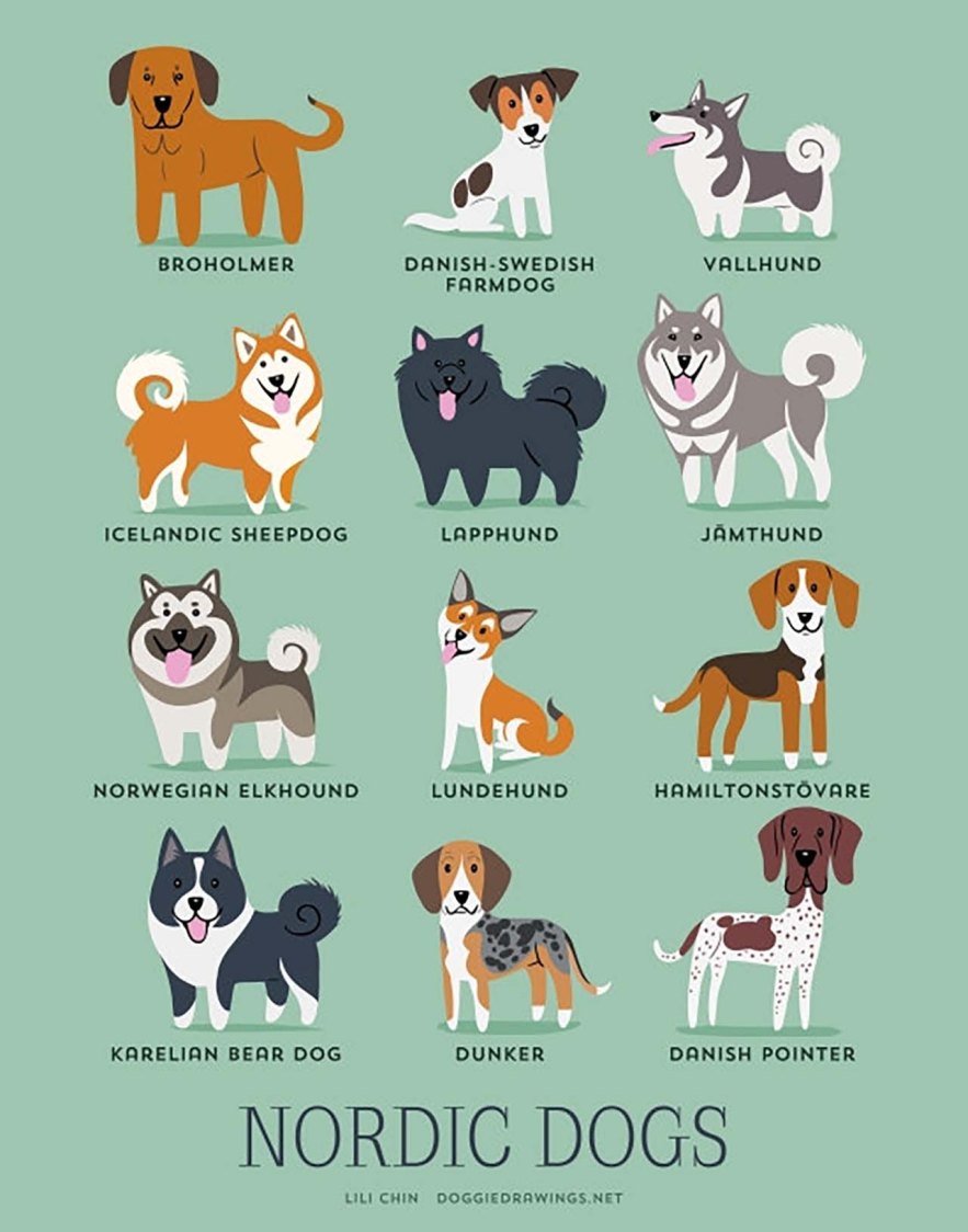 THE UNIVERSAL DOG | TheDogPress